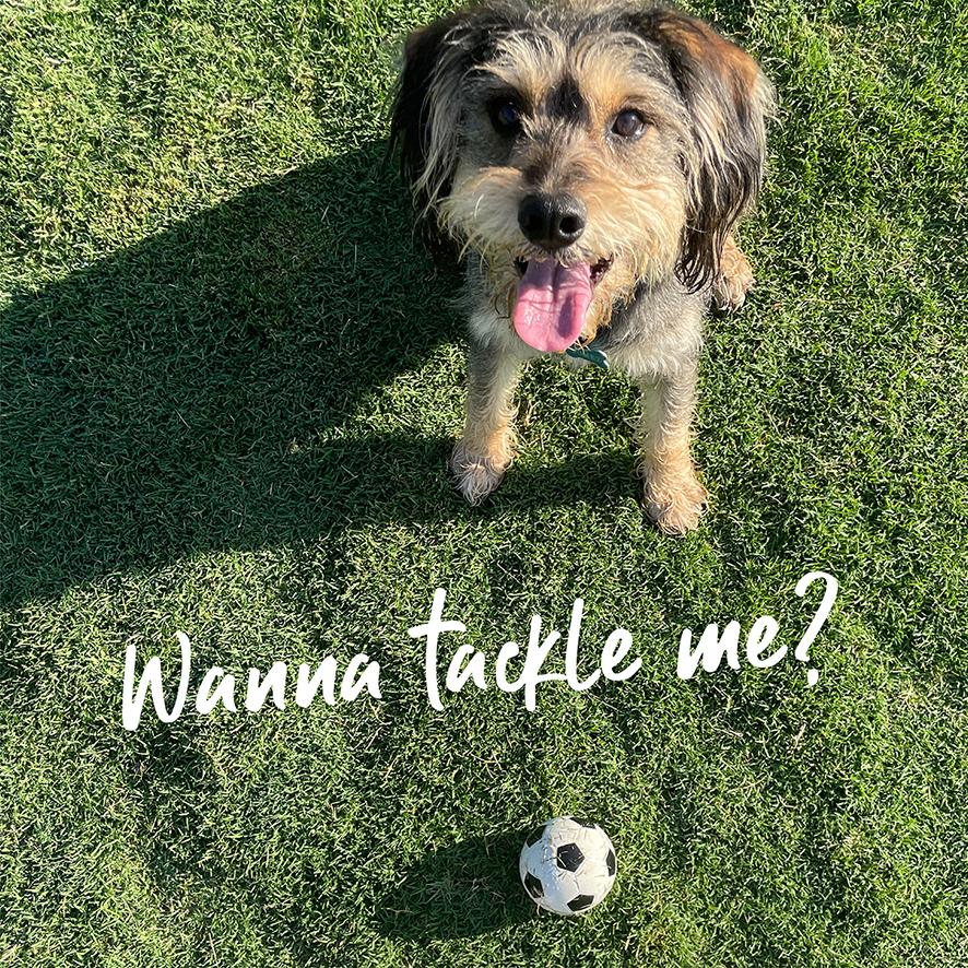 KAZOO Sports Ball – Woofers World